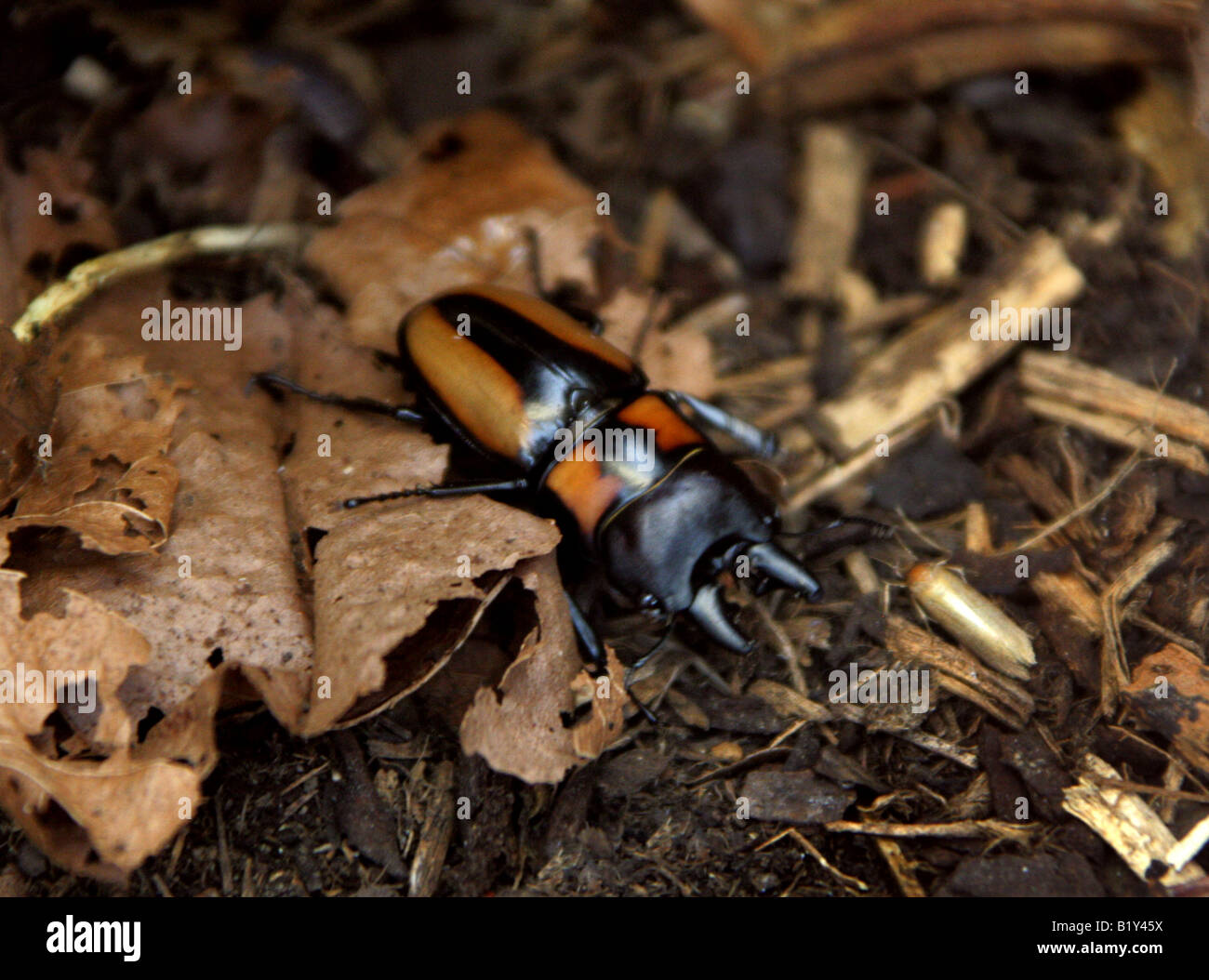 Female Giant Yellow Stag Beetle, Odontolabis femoralis, Lucanidae ...