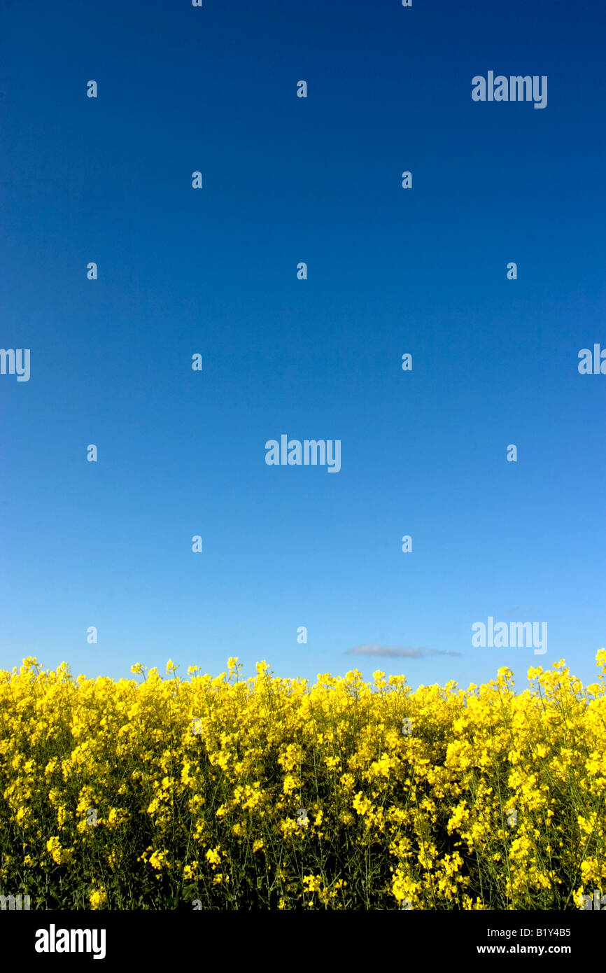 Oil Seed Rape field in Fife, Scotland Stock Photo - Alamy