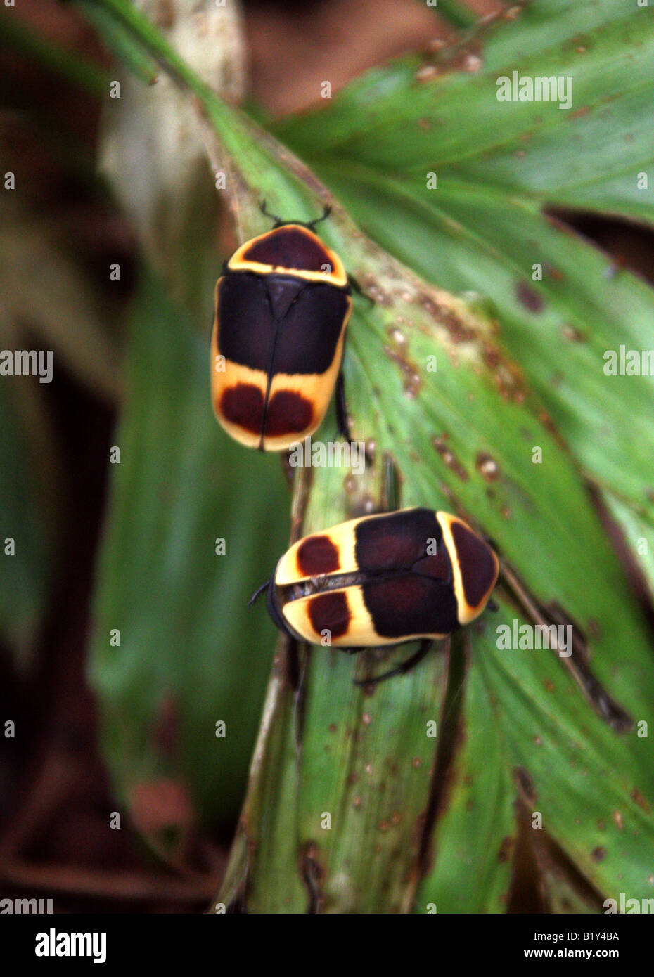 Scarab Fruit Beetle, Pachnoda marginata, Africa Stock Photo - Alamy