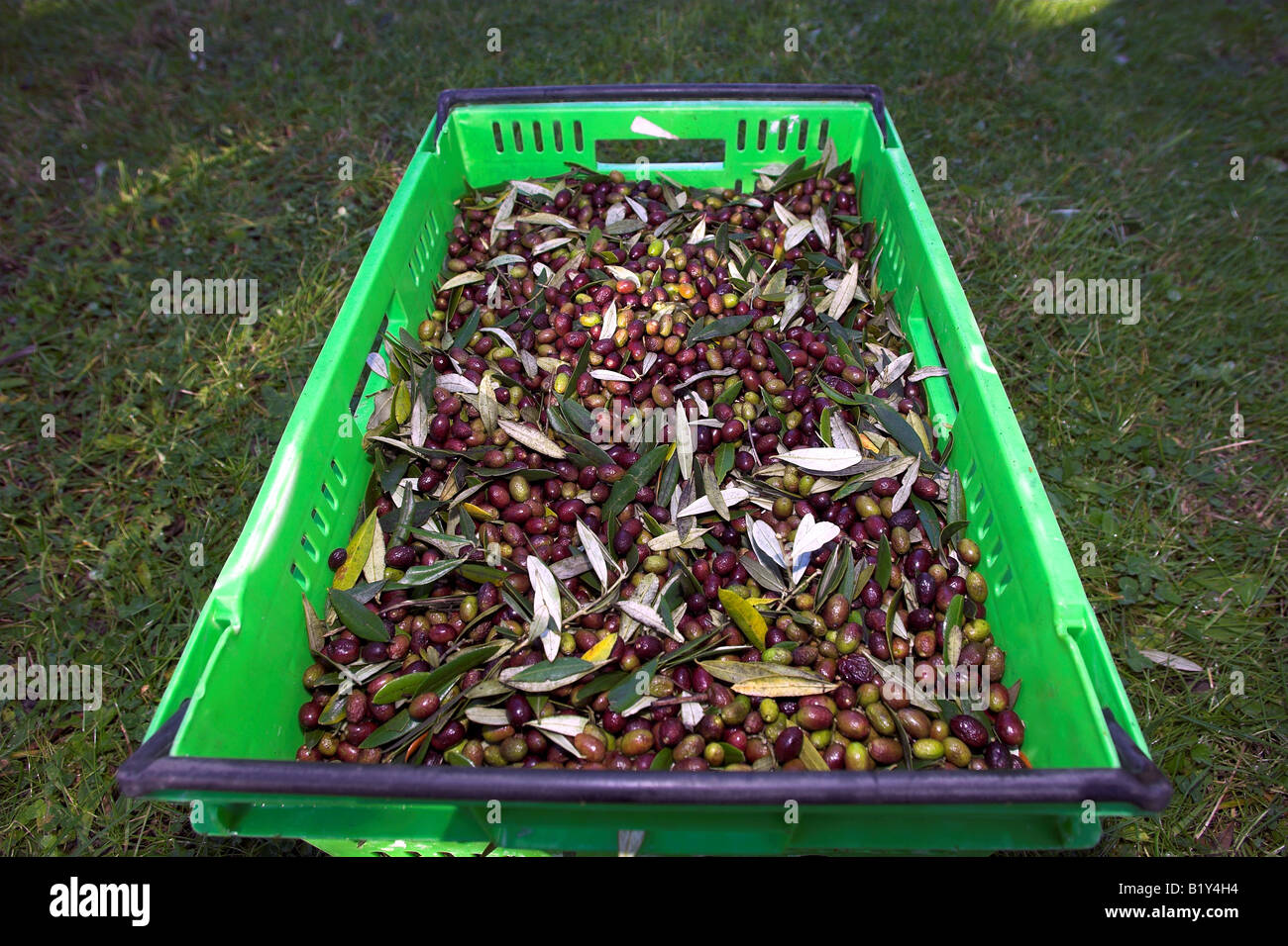 Organic olives in a crate after picking at Moutere Grove, Upper Moutere ...