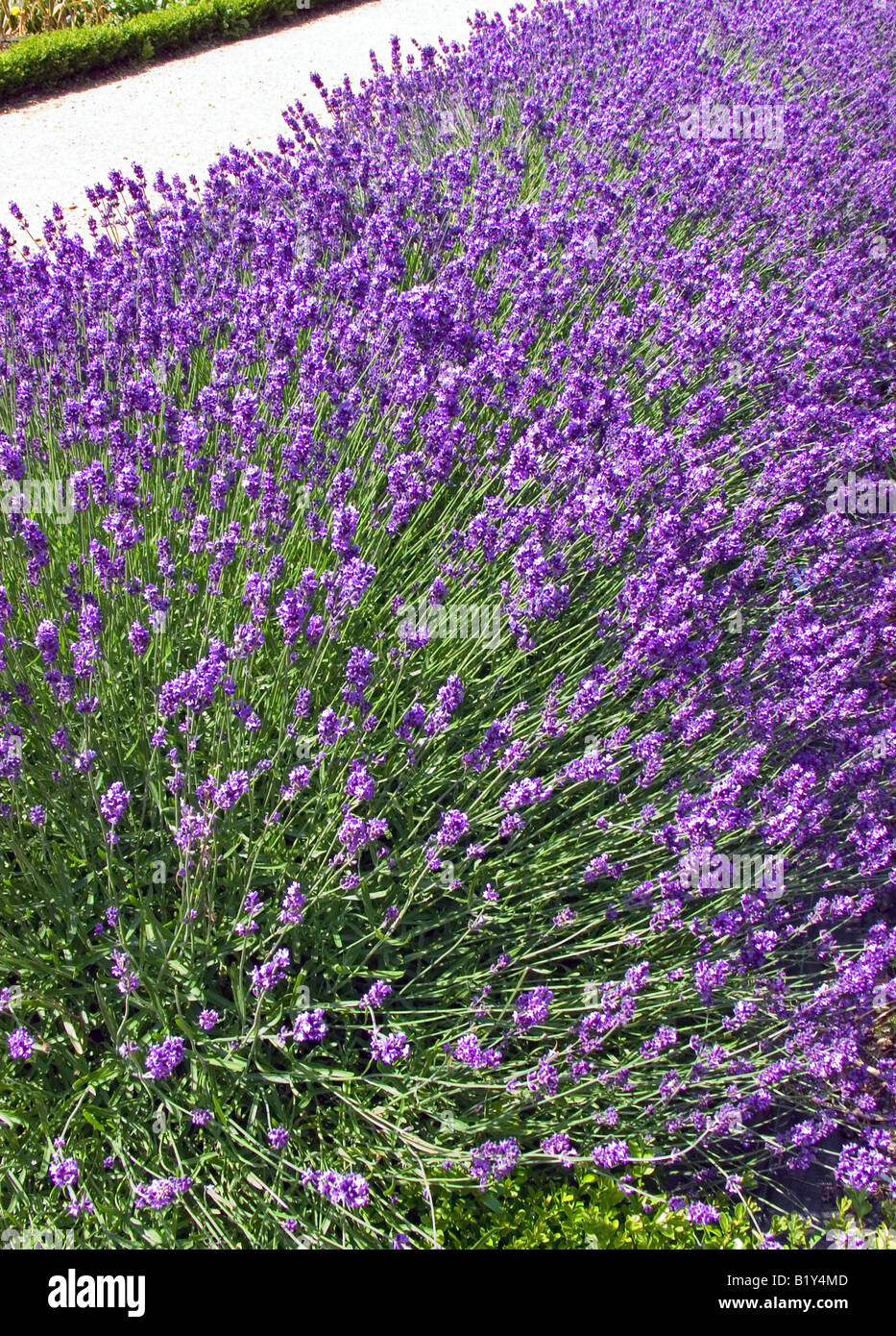 Lavender border hi-res stock photography and images - Alamy