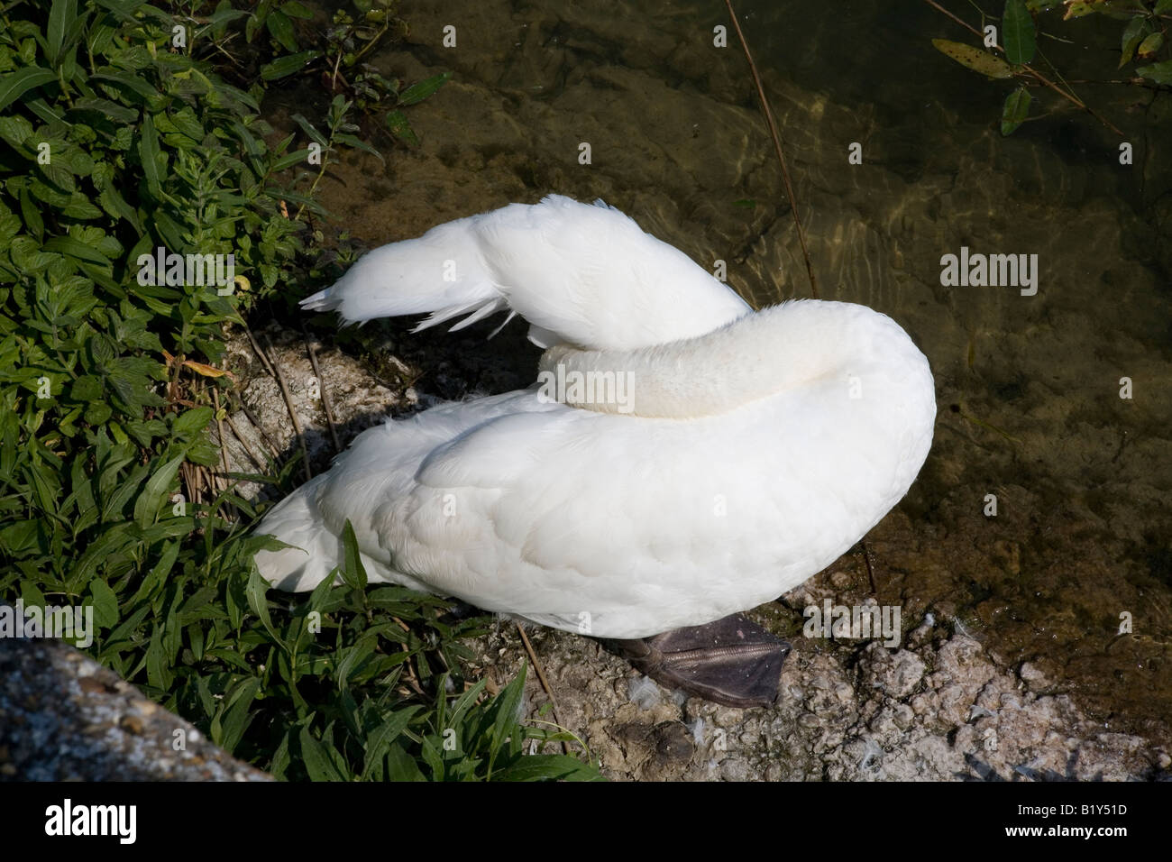 Swan position hi-res stock photography and images - Alamy
