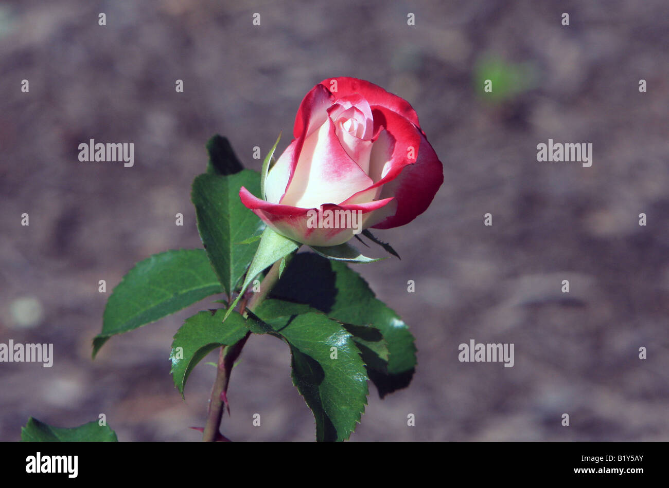 Cherry Parfait Grandiflora Rose. Pink and white with vibrant green ...