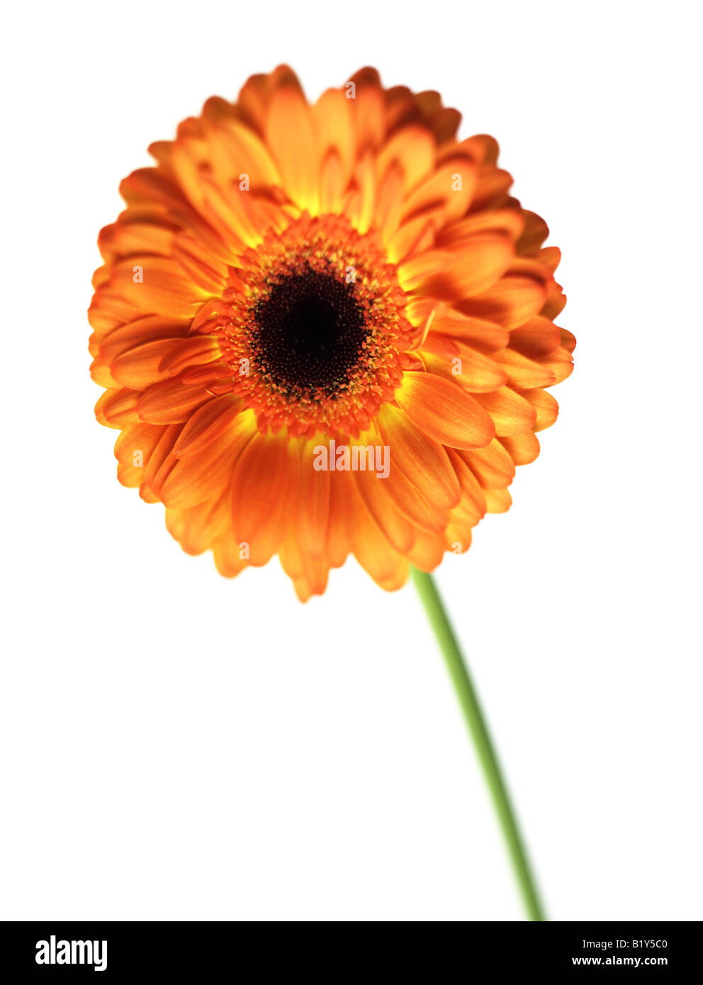 African daisy orange Cut Out Stock Images & Pictures - Alamy