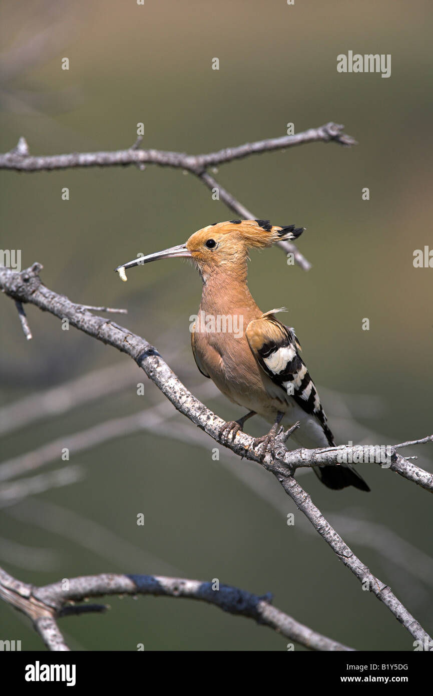 Hoopoe Upupa epops carrying insect grub and perched on dead tree in ...
