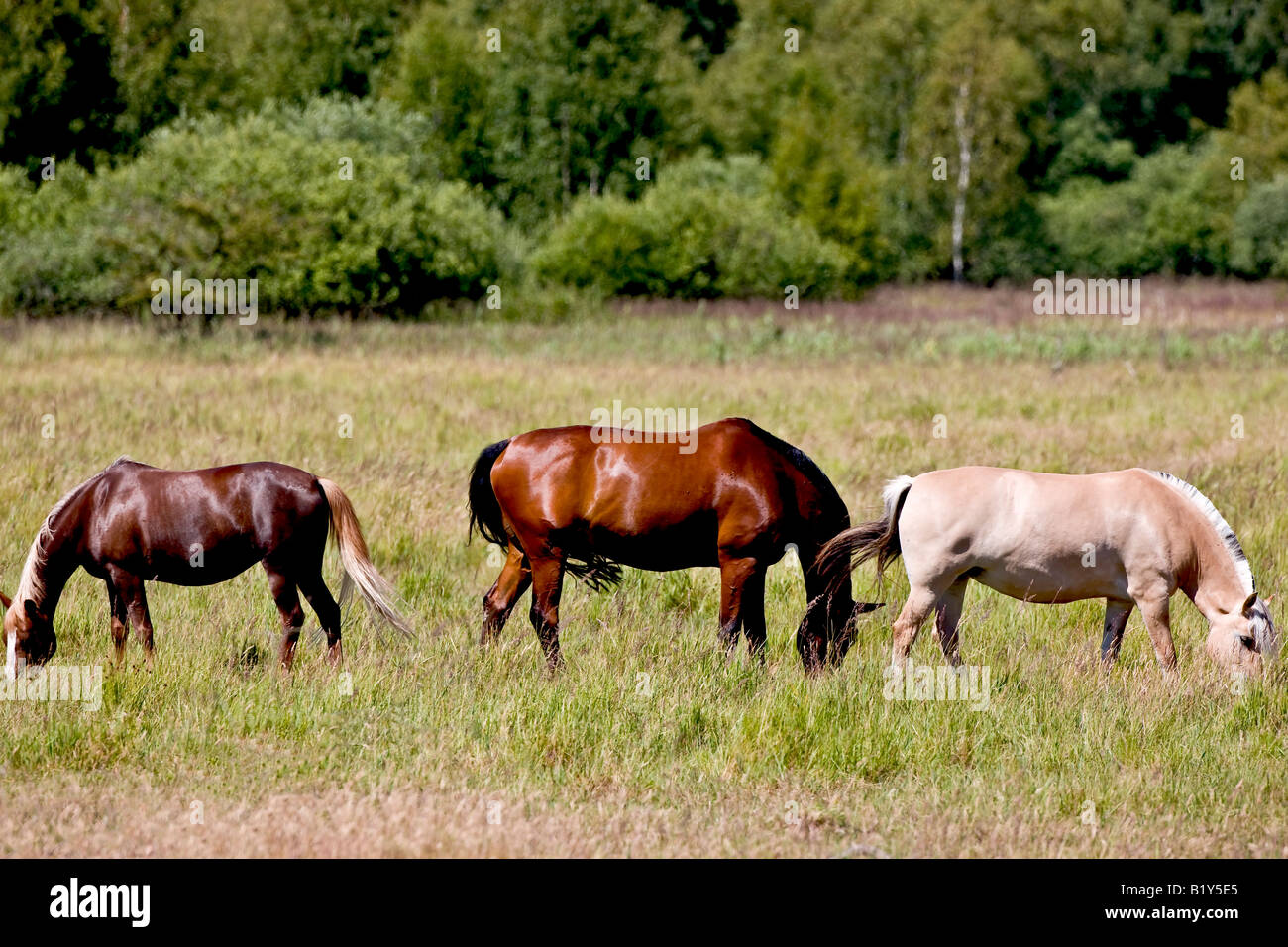 Three grazing horses Stock Photo - Alamy