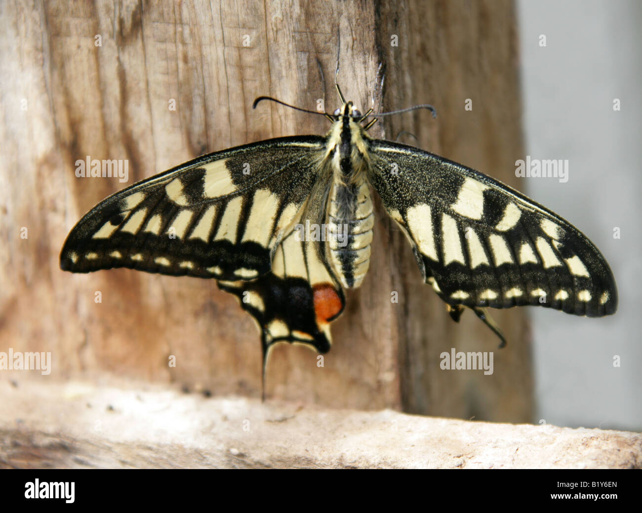 European Swallowtail Butterfly Papilio machaon, Papilionidae Europe ...