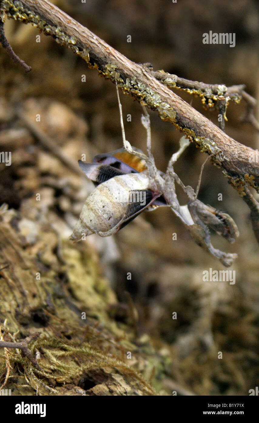 Dead-leaf Mantis, Deroplatys lobata. Malaysia, South East Asia Stock ...