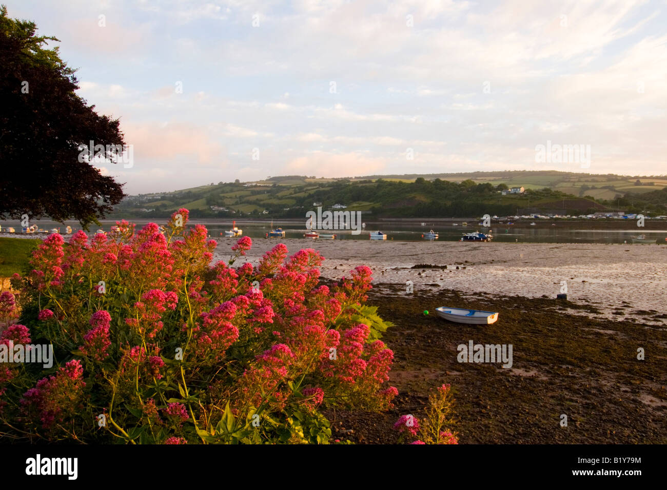 The River Teign estuary Stock Photo - Alamy
