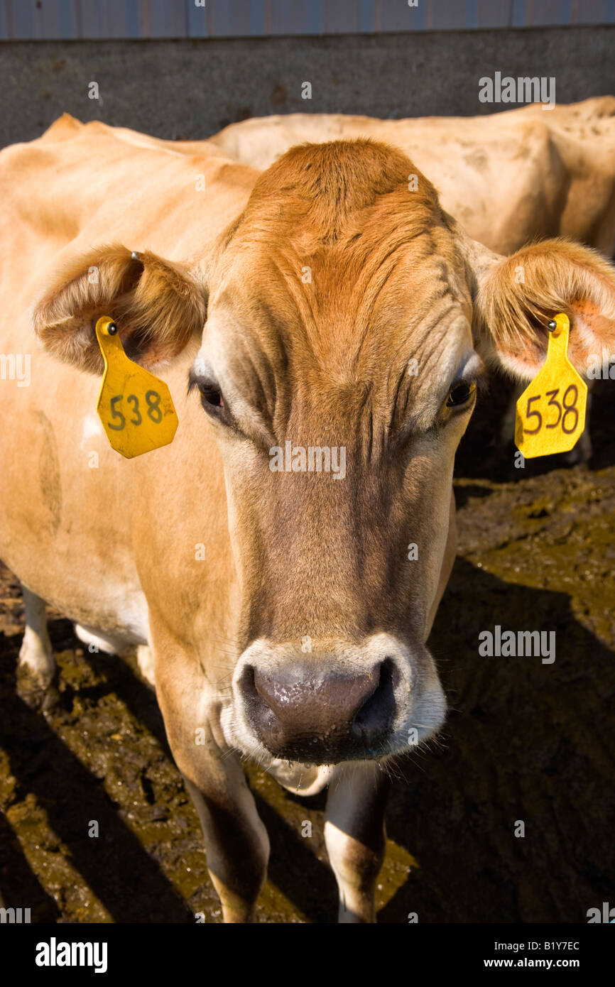 Jersey cow milk production hi-res stock photography and images - Alamy