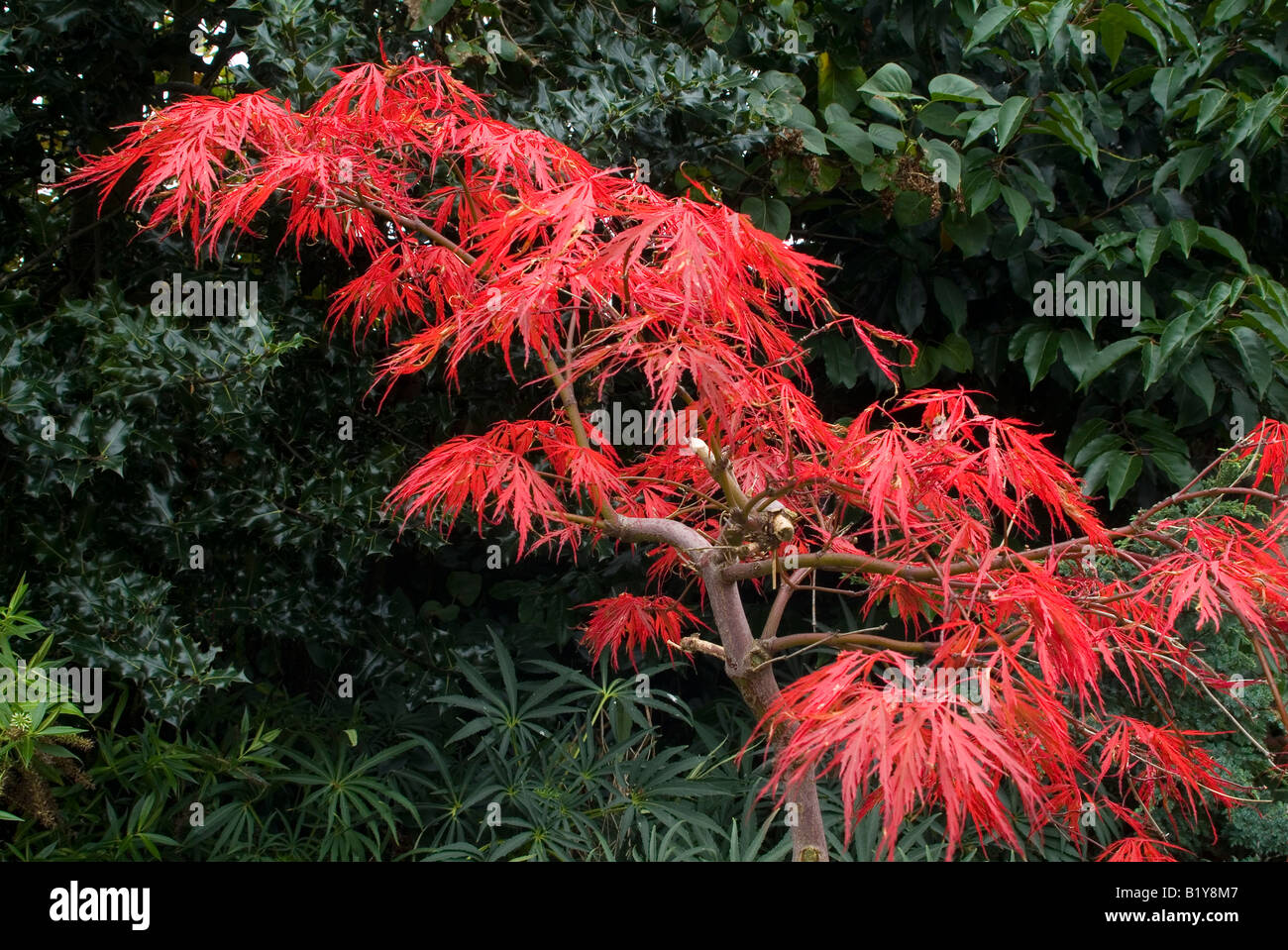 Japanese maple acer palmatum momiji hi-res stock photography and images ...