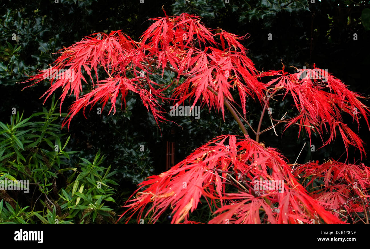 Variegated japanese acer acer palmatum hi-res stock photography and ...