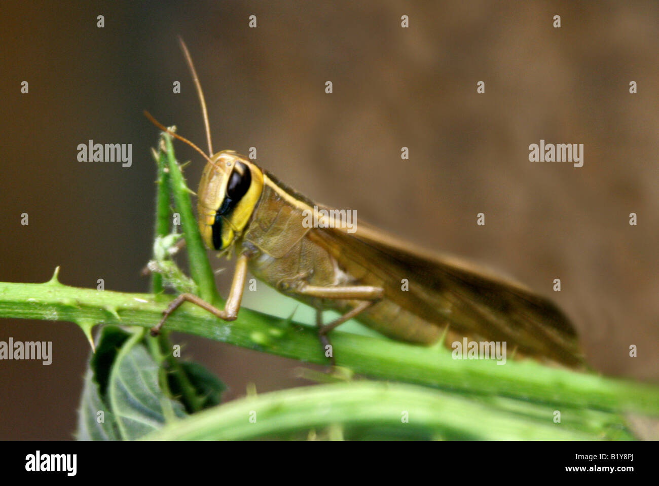 Black yellow striped grasshopper hi-res stock photography and images ...
