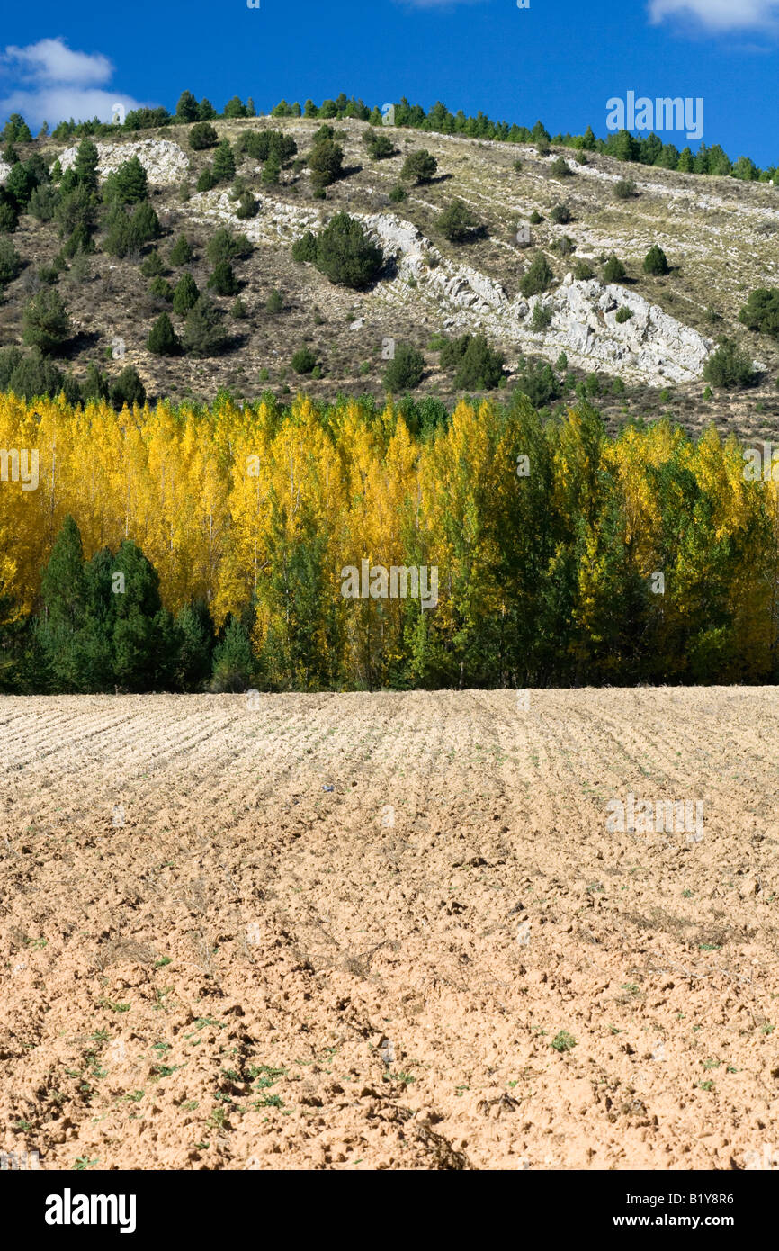 Fields and poplars populus hi-res stock photography and images - Alamy