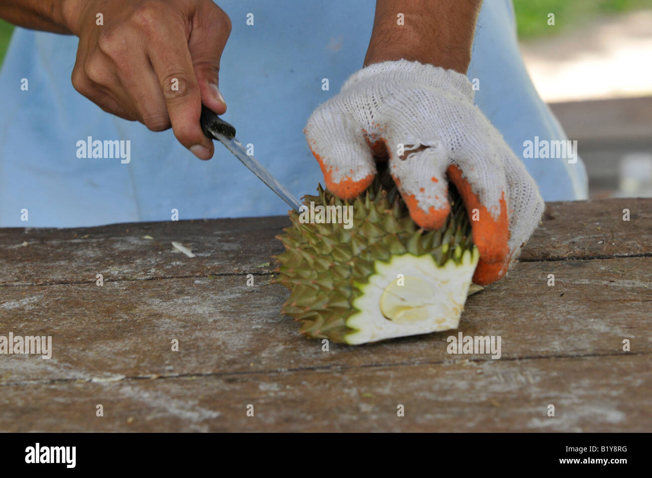cutting durian, the professional way, rayong , thailand Stock Photo - Alamy