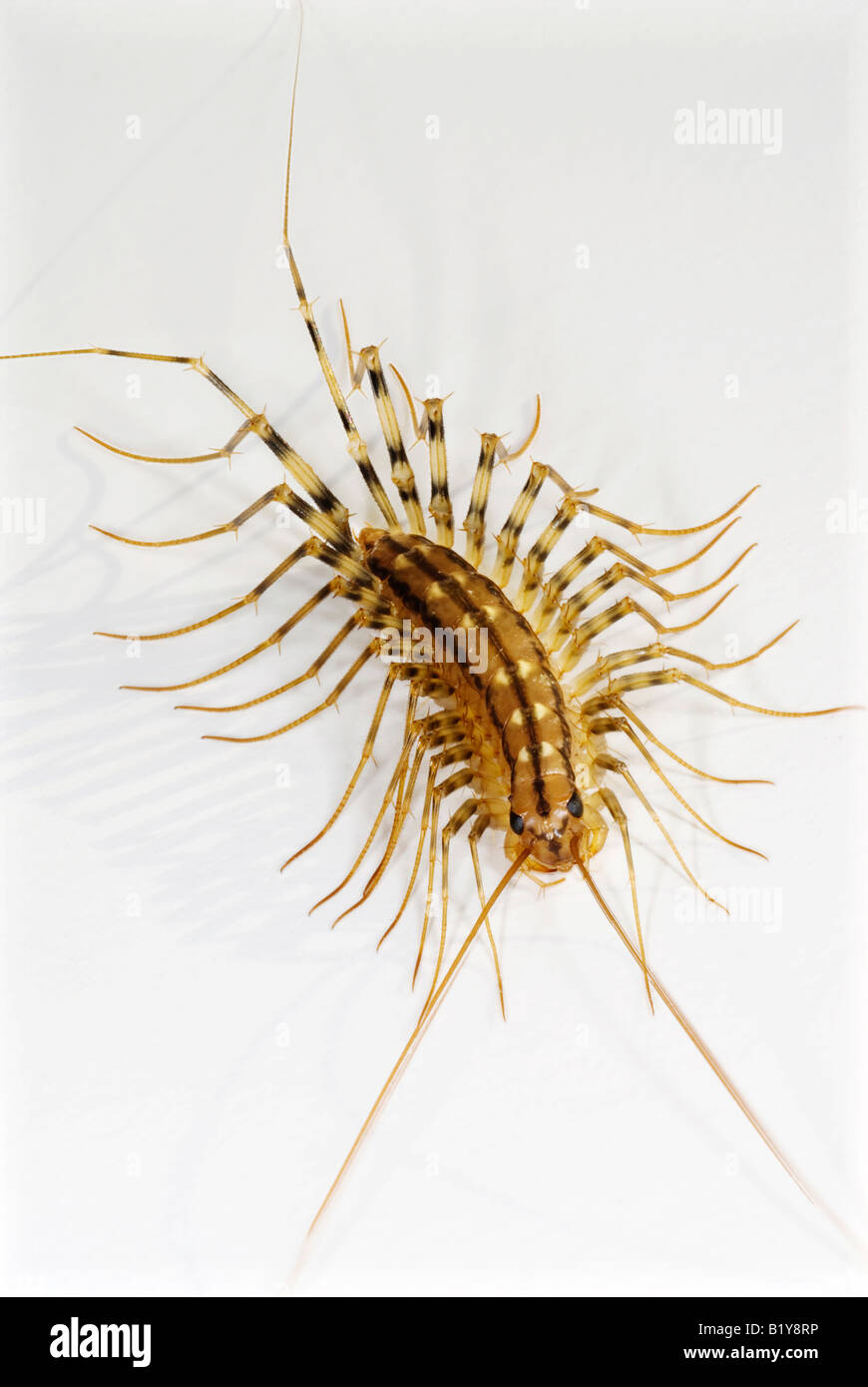 house centipede, Scutigera coleoptrata Stock Photo - Alamy