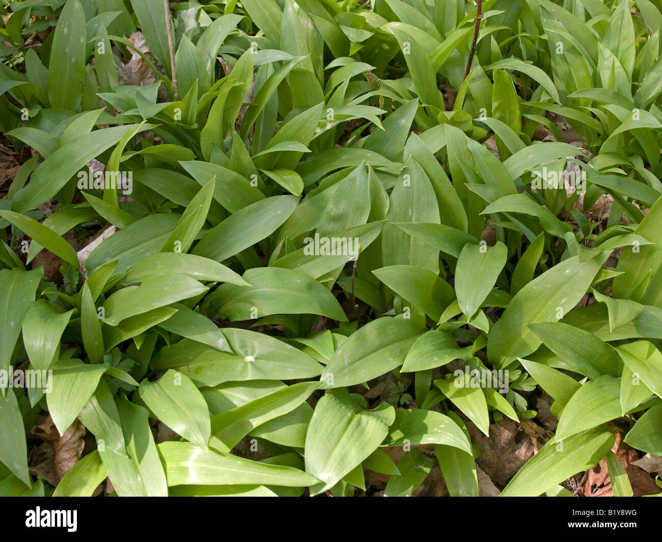 ramsons buckrams wild garlic broad leaved garlic wood garlic bears ...