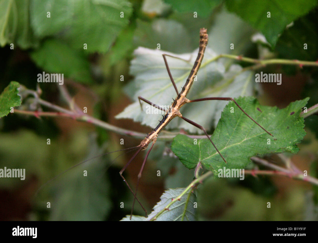 Male Vietnamese Bark Stick Insect Neohirasea maerens Stock Photo - Alamy