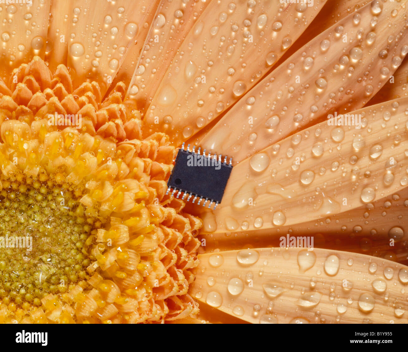 Silicon chip on a flower Stock Photo - Alamy
