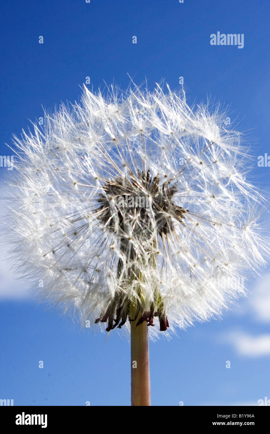 Sun lit dandelion puff against a bright blue sky Stock Photo - Alamy