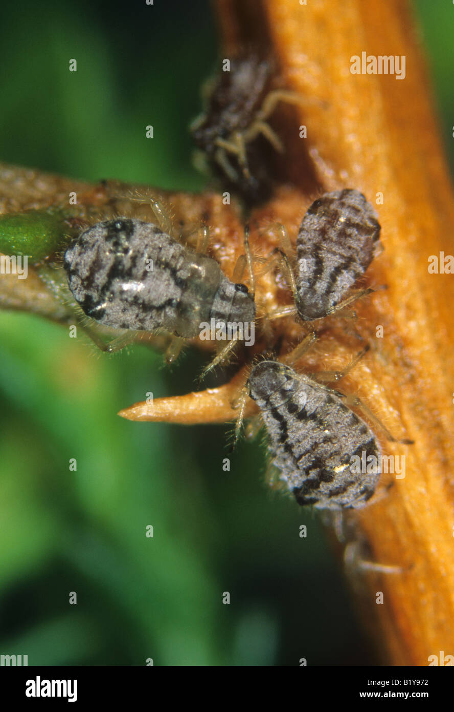 Cypress aphid Cinara cupressi on cypress shrub Stock Photo - Alamy