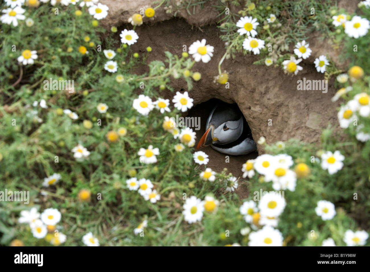 Atlantic puffin pelagic seabird hi-res stock photography and images - Alamy