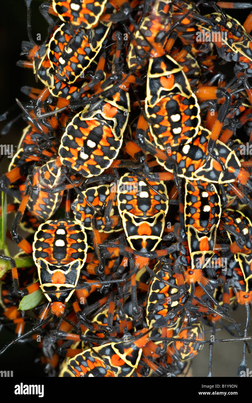An aggregation of coreid bug nymphs also known as leaf footed bugs ...