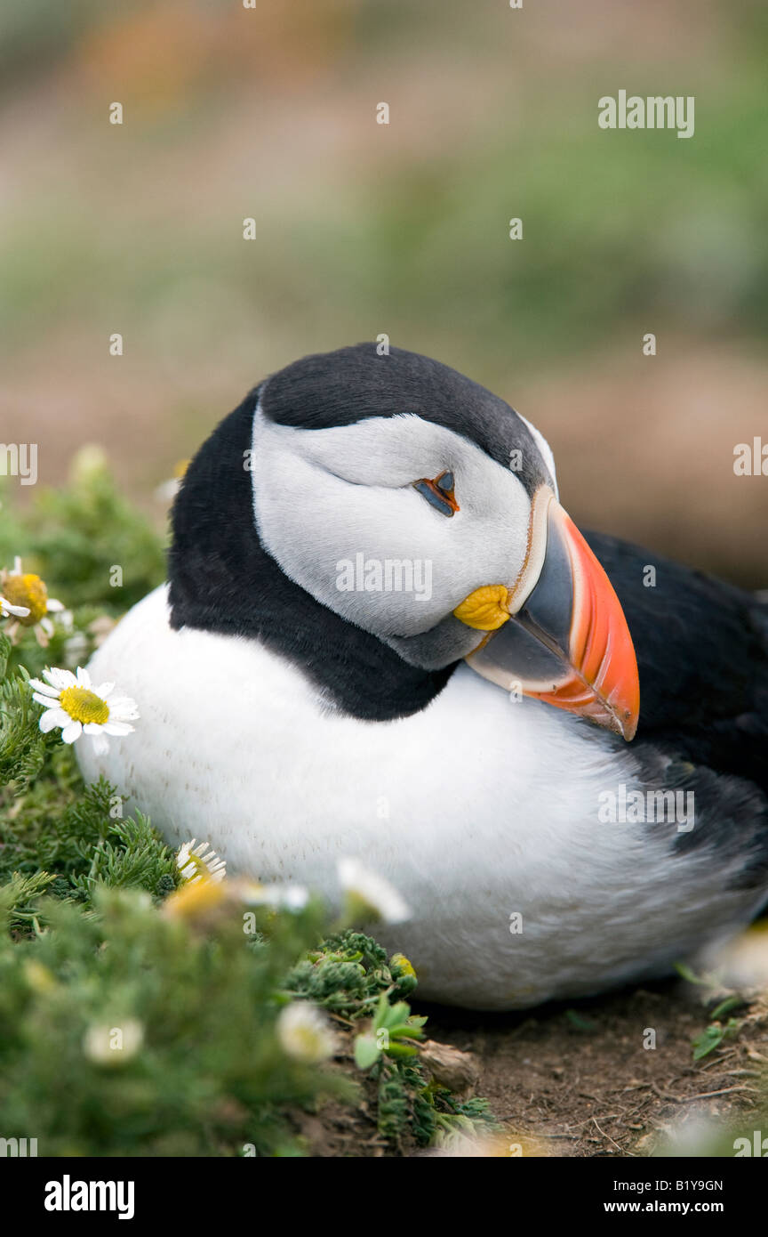 Puffins head hi-res stock photography and images - Alamy