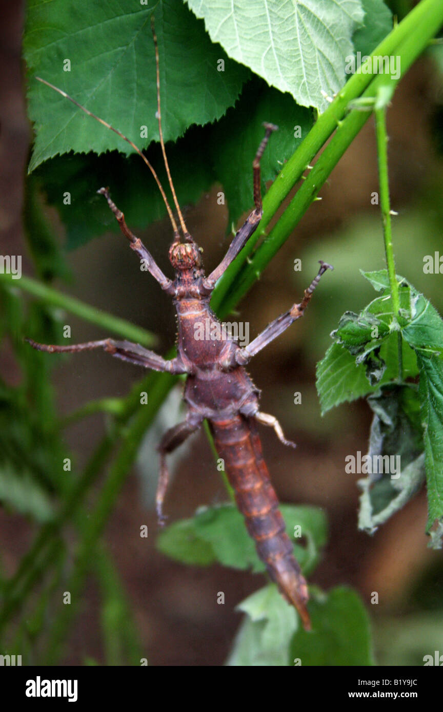 Female Vietnamese Bark Stick Insect Neohirasea maerens Stock Photo - Alamy