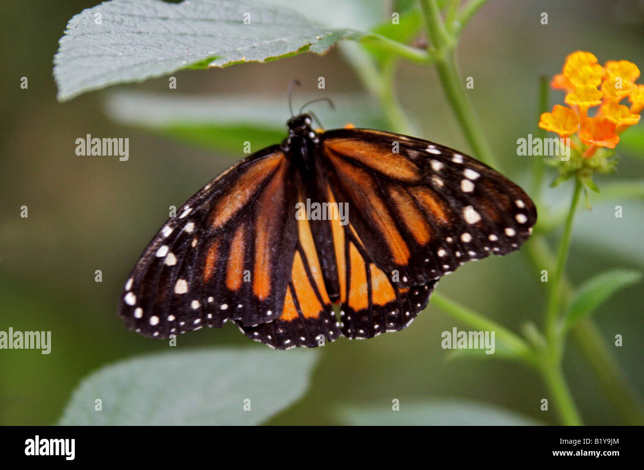Monarch Butterfly, Danaus plexippus, Nymphalidae, North and South ...