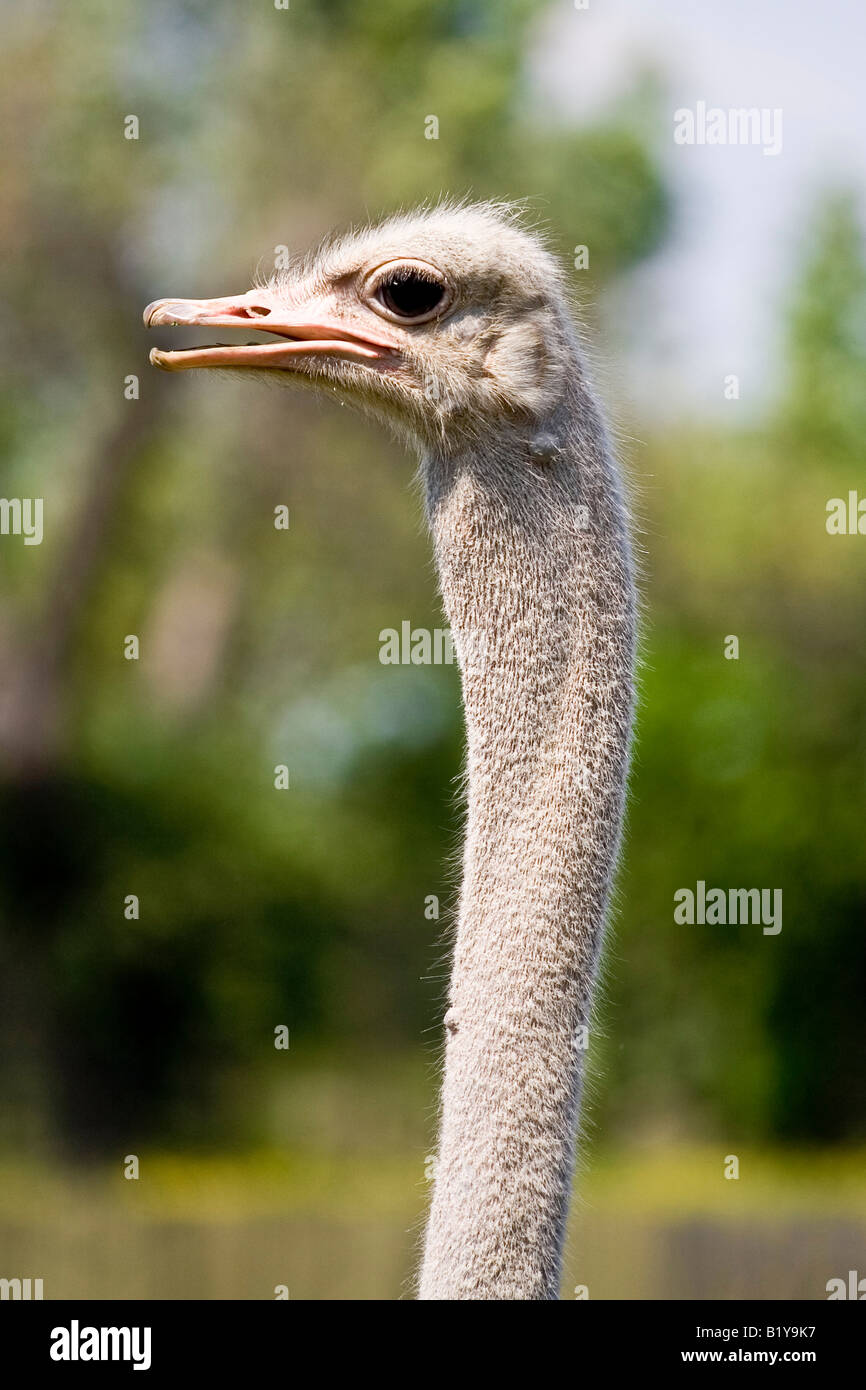 pictures of the wild animals Stock Photo - Alamy