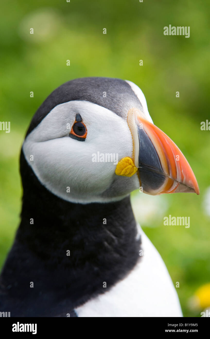 Fratercula arctica. Atlantic Puffin head close up on Skomer Island ...