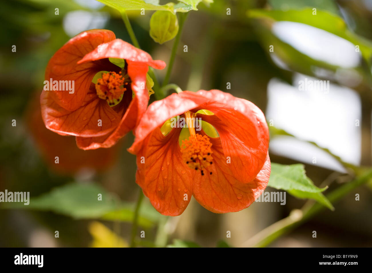 Red flowering maple hi-res stock photography and images - Alamy