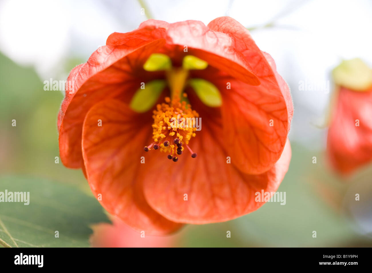 Abutilon Ashford red (aka Flowering Maple) single flower close-up Stock ...