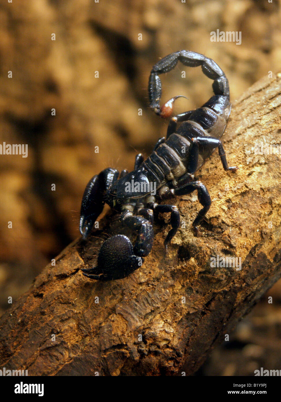 Emperor Scorpion Face