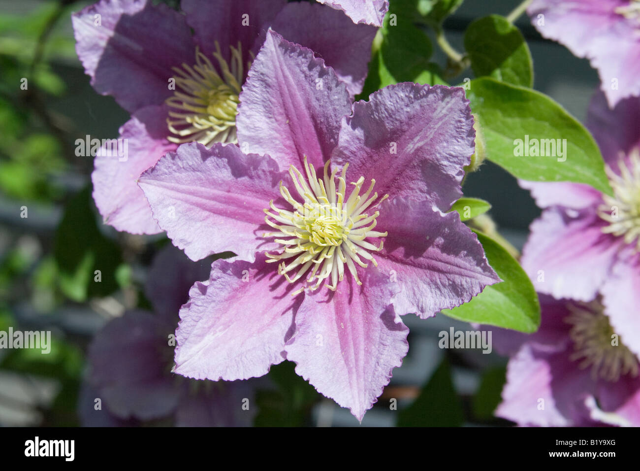 Clematis blossoming hi-res stock photography and images - Alamy