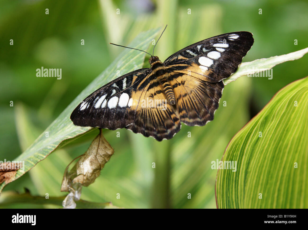 The Clipper Butterfly, Parthenos sylvia philippensis, Nymphalidae ...