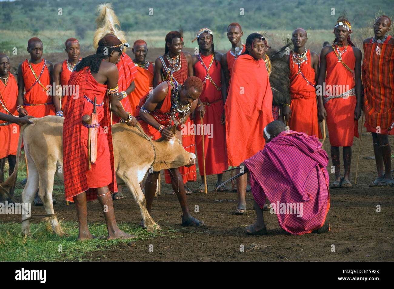 Masai warriors bleeding a cow Stock Photo - Alamy