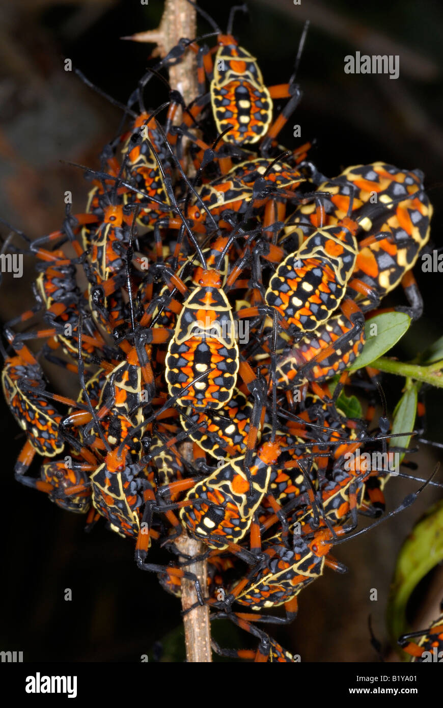 An aggregation of coreid bug nymphs also known as leaf footed bugs ...