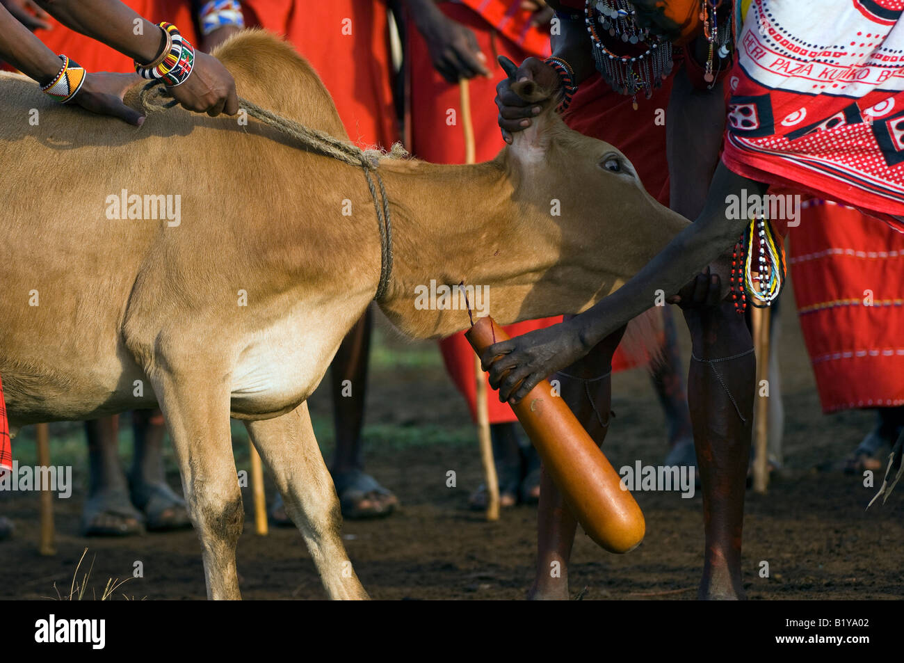 Masai warriors hi-res stock photography and images - Alamy