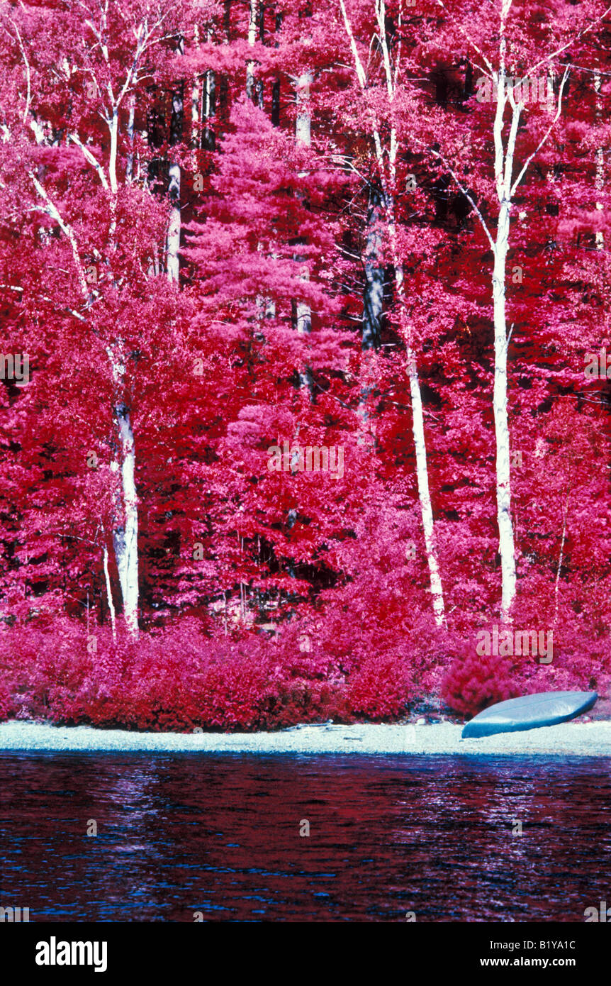 abstract infrared color fall autumn foilage tree colorful lake sunapee ...