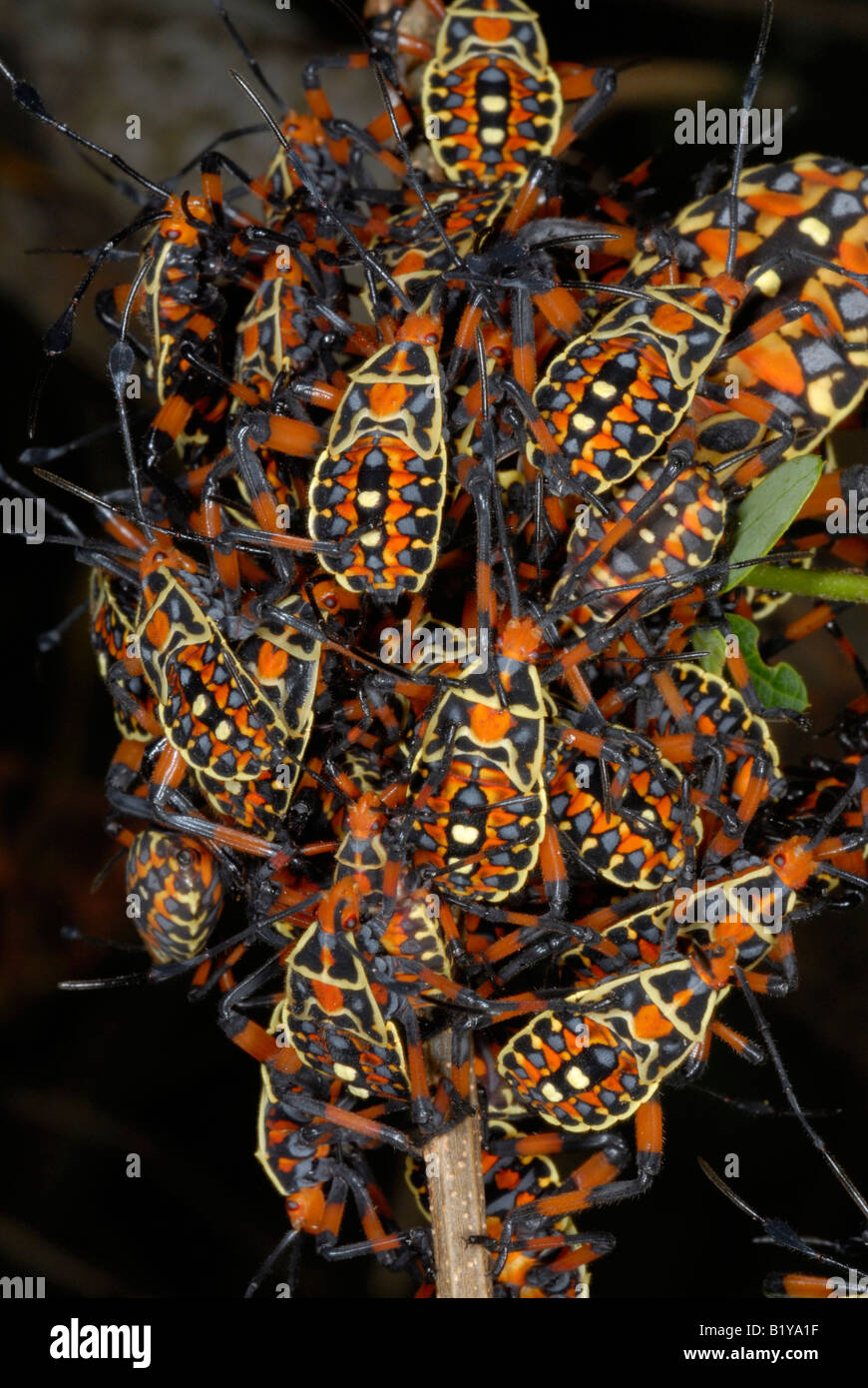An aggregation of coreid bug nymphs also known as leaf footed bugs ...