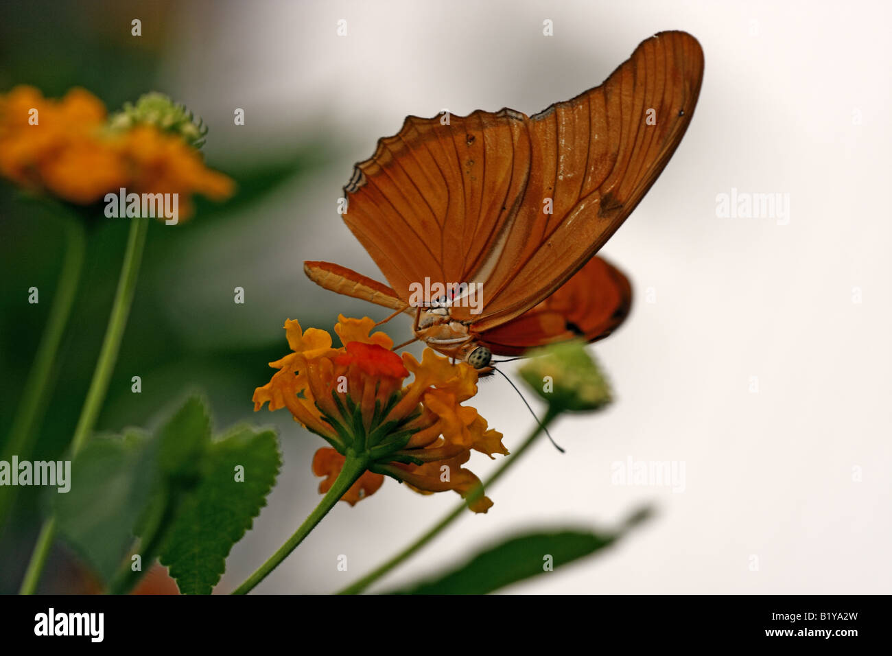 Julia Dryas Julia on flower Stock Photo - Alamy