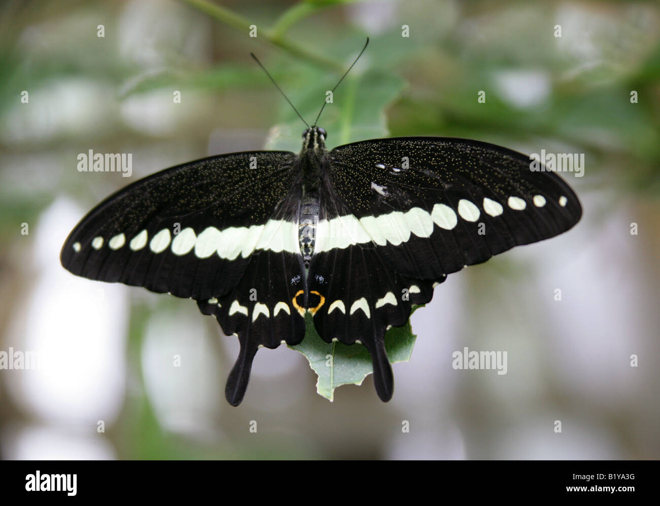 Papilionidae