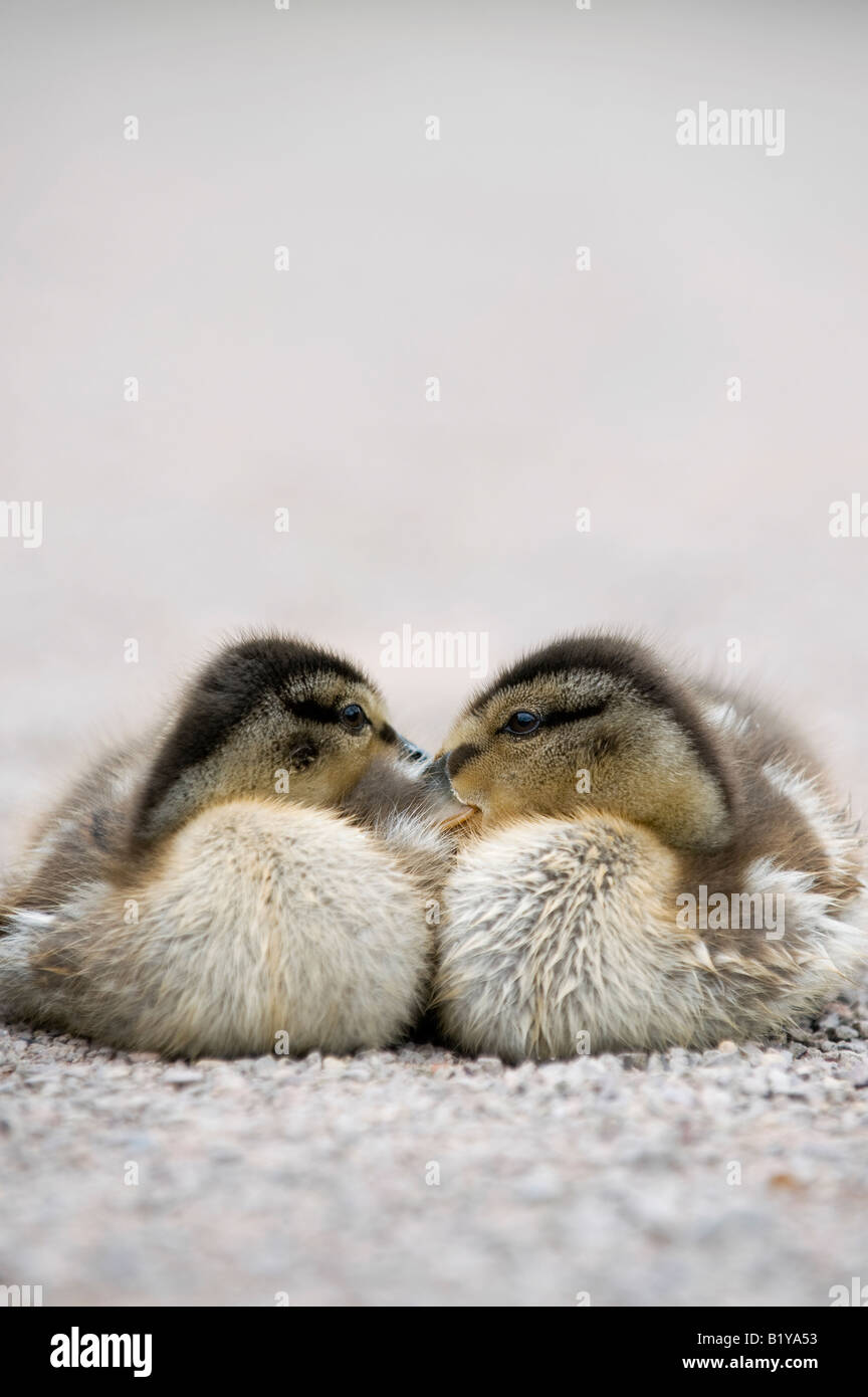 Baby ducks hi-res stock photography and images - Alamy