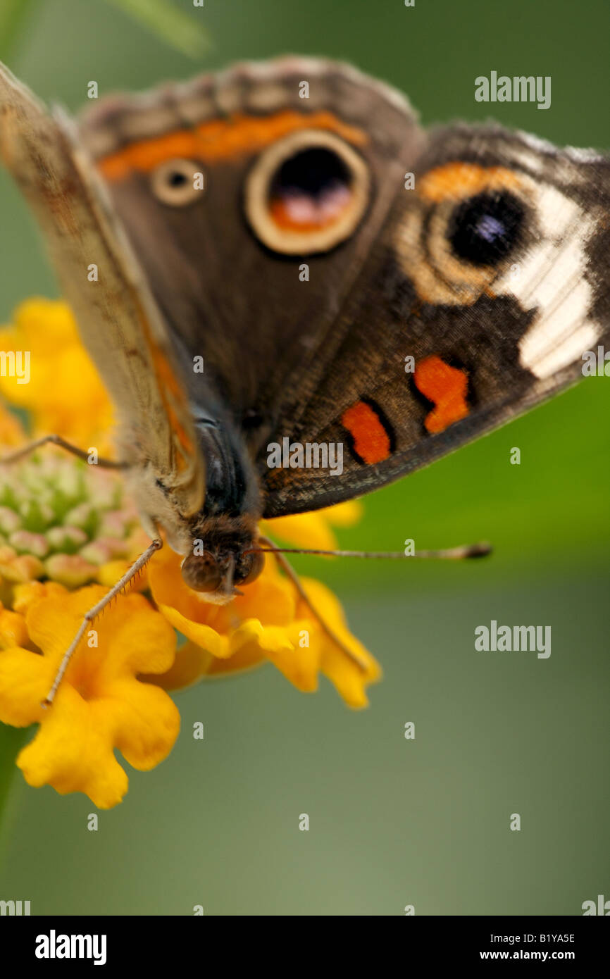 Buckeye junonia coenia butterfly Stock Photo - Alamy