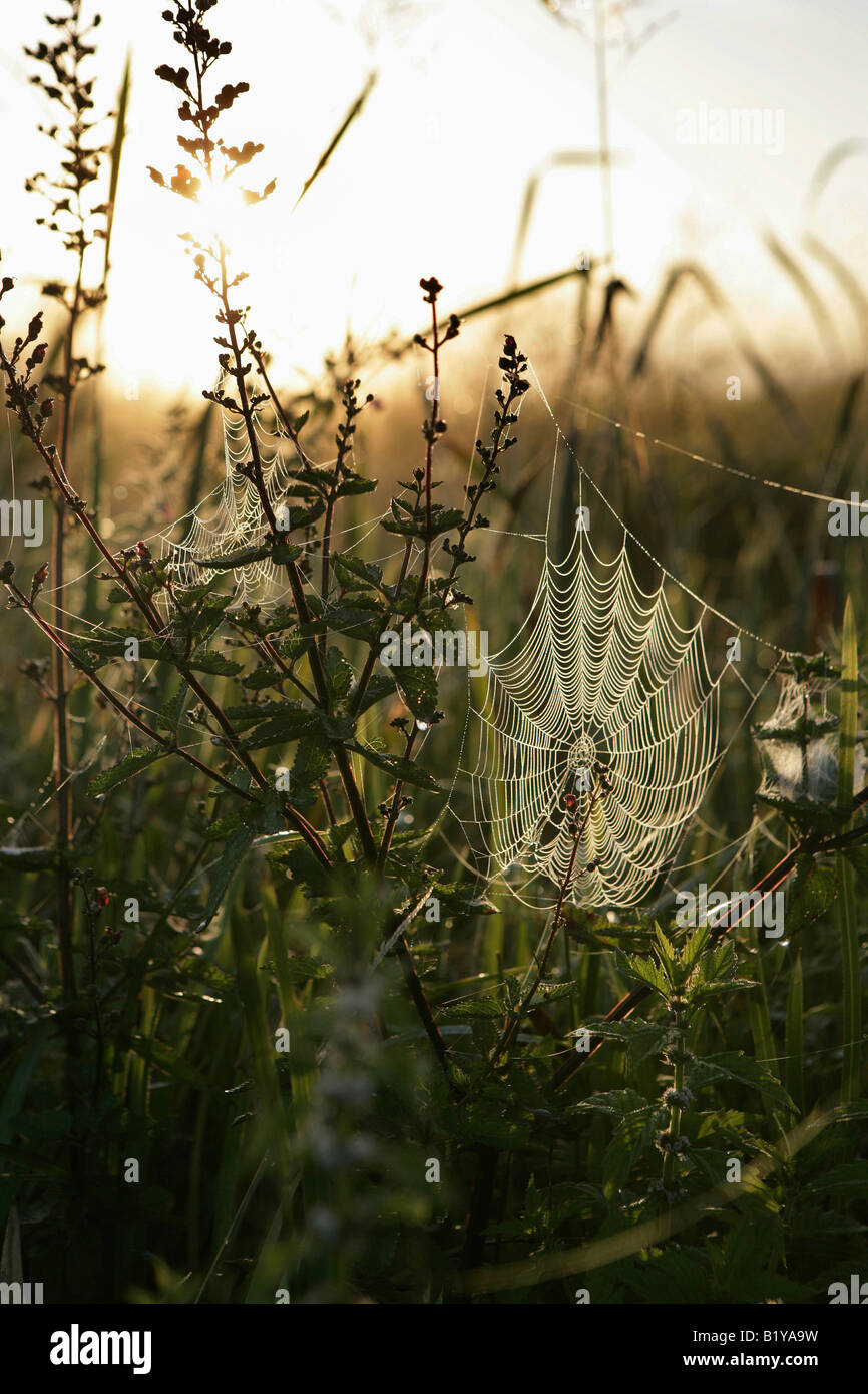 Village of Coddington, Cheshire, England. Early morning view of a ...