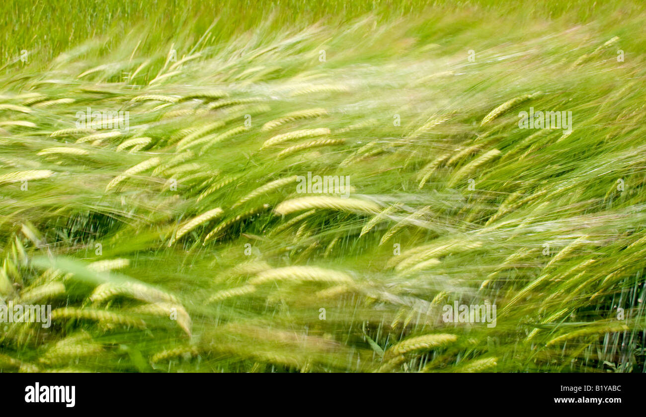 Windswept field of barley Stock Photo - Alamy