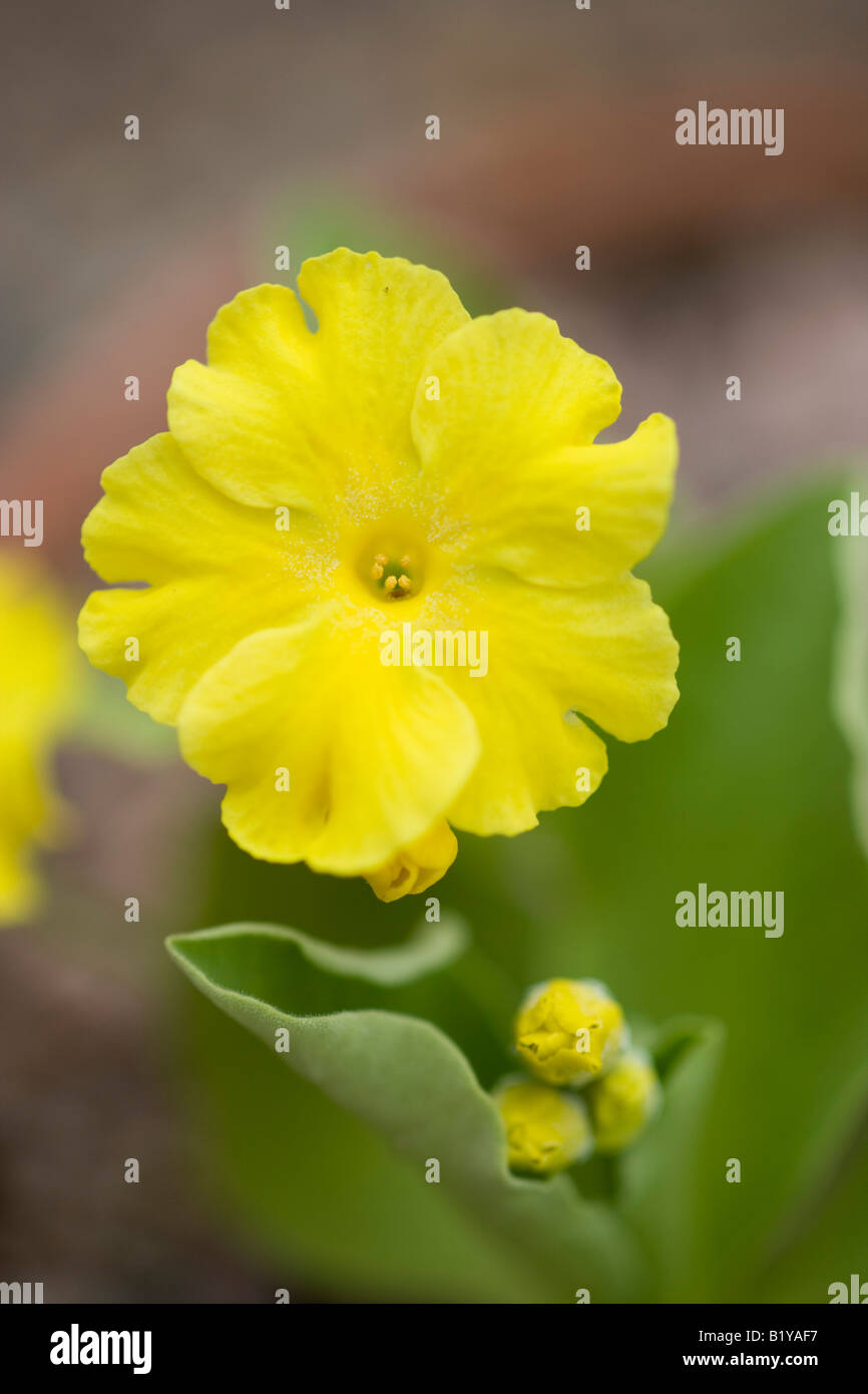 Garden auricula primula auricula hi-res stock photography and images ...