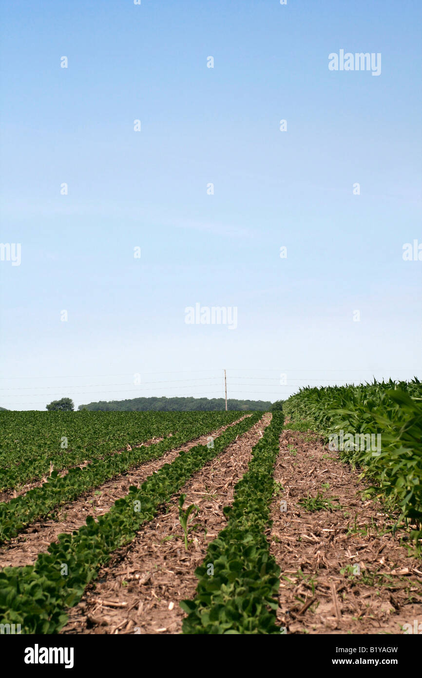 Corn and soybean field Iowa Stock Photo - Alamy